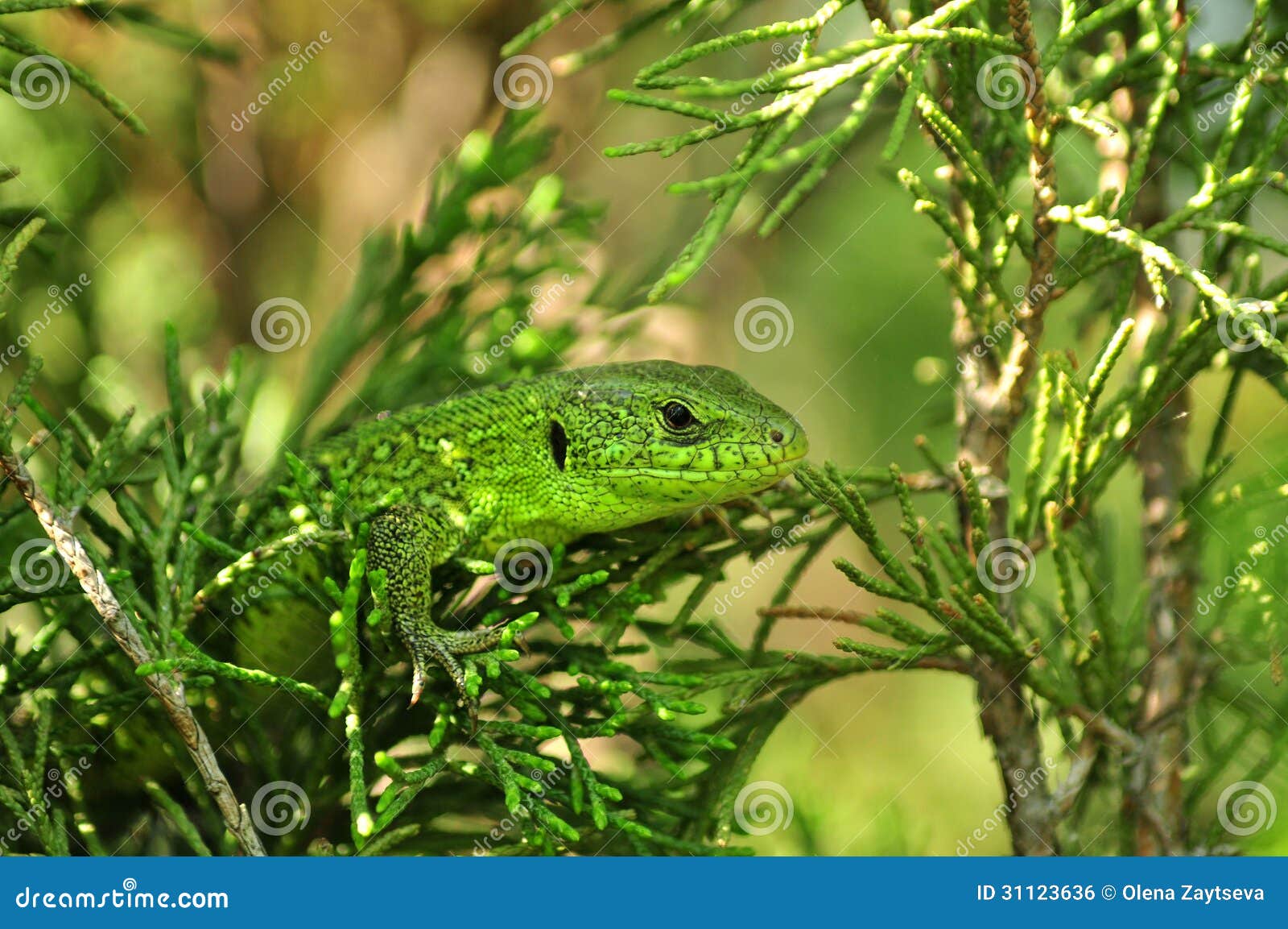 Green lizard stock photo. Image of nature, bush, macro - 31123636