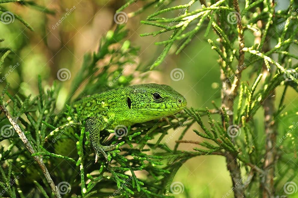 Green lizard stock photo. Image of nature, bush, macro - 31123636