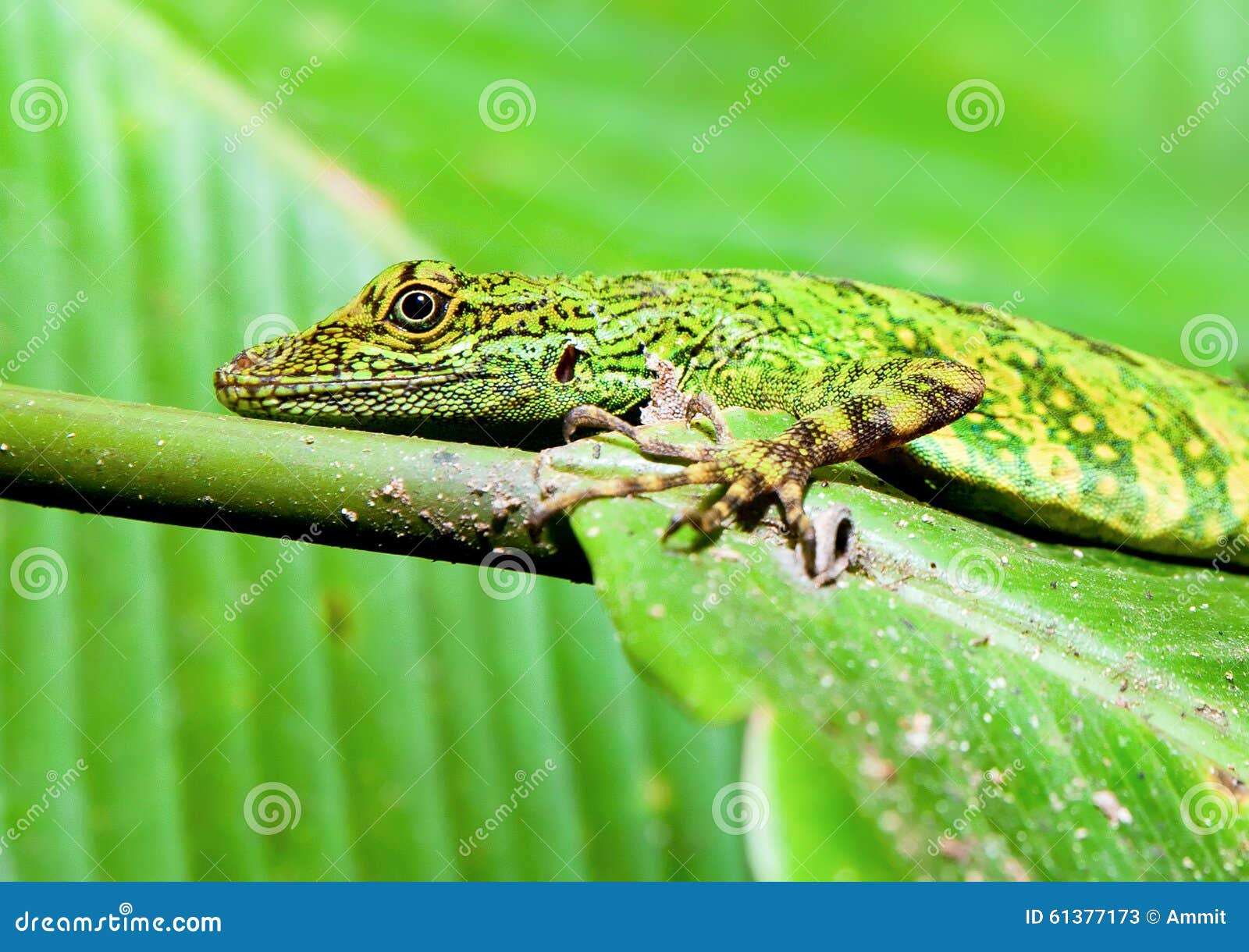 Green Lizard Camouflage stock image. Image of lazy, lizard - 61377173