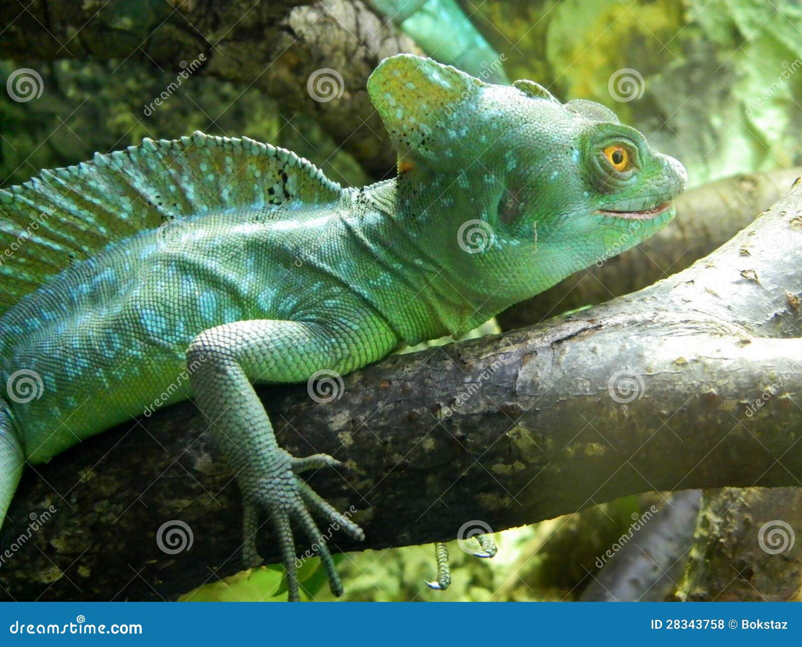 Green Lizard Chameleon at Riga Zoological Garden Stock Photo - Image of ...