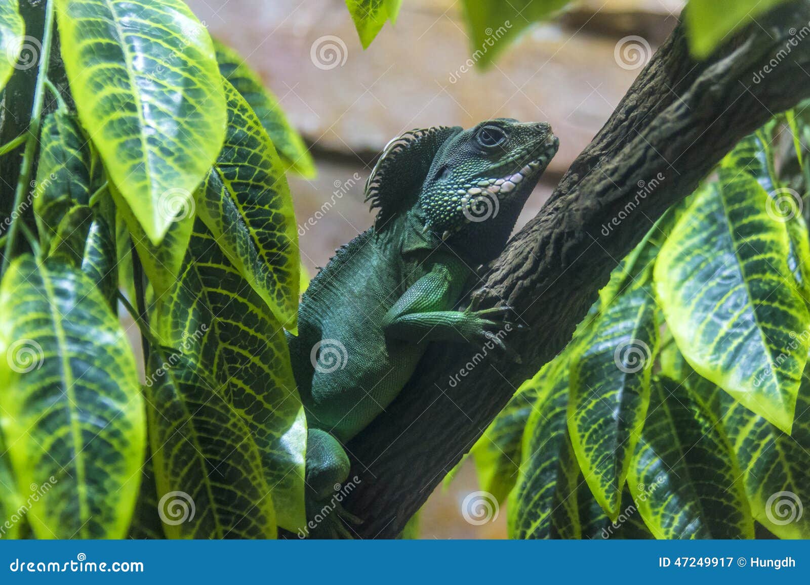 Green lizard stock image. Image of green, tree, branch - 47249917
