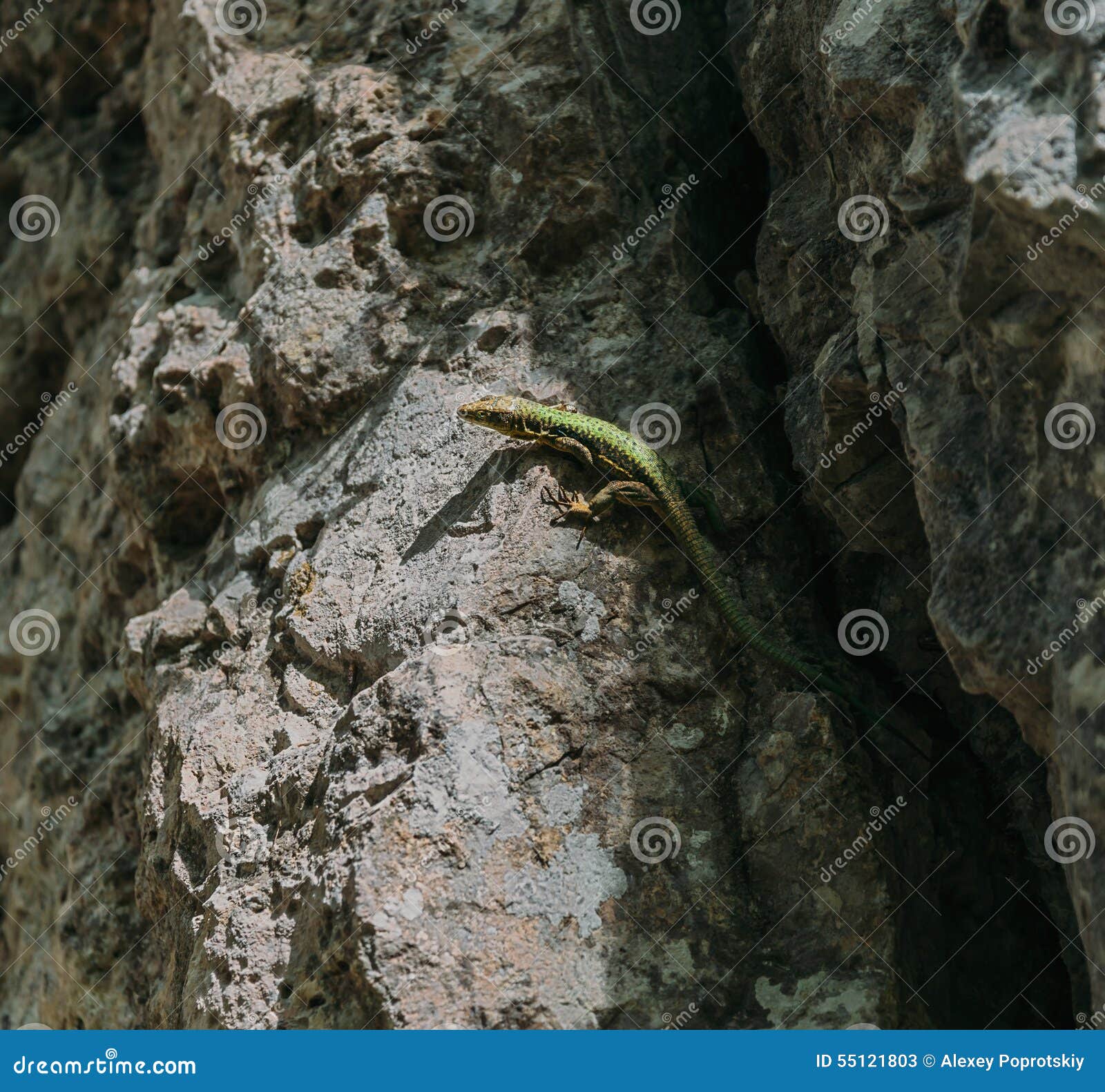 Green Lizard Climbing on Stone Rock Stock Image - Image of natural ...
