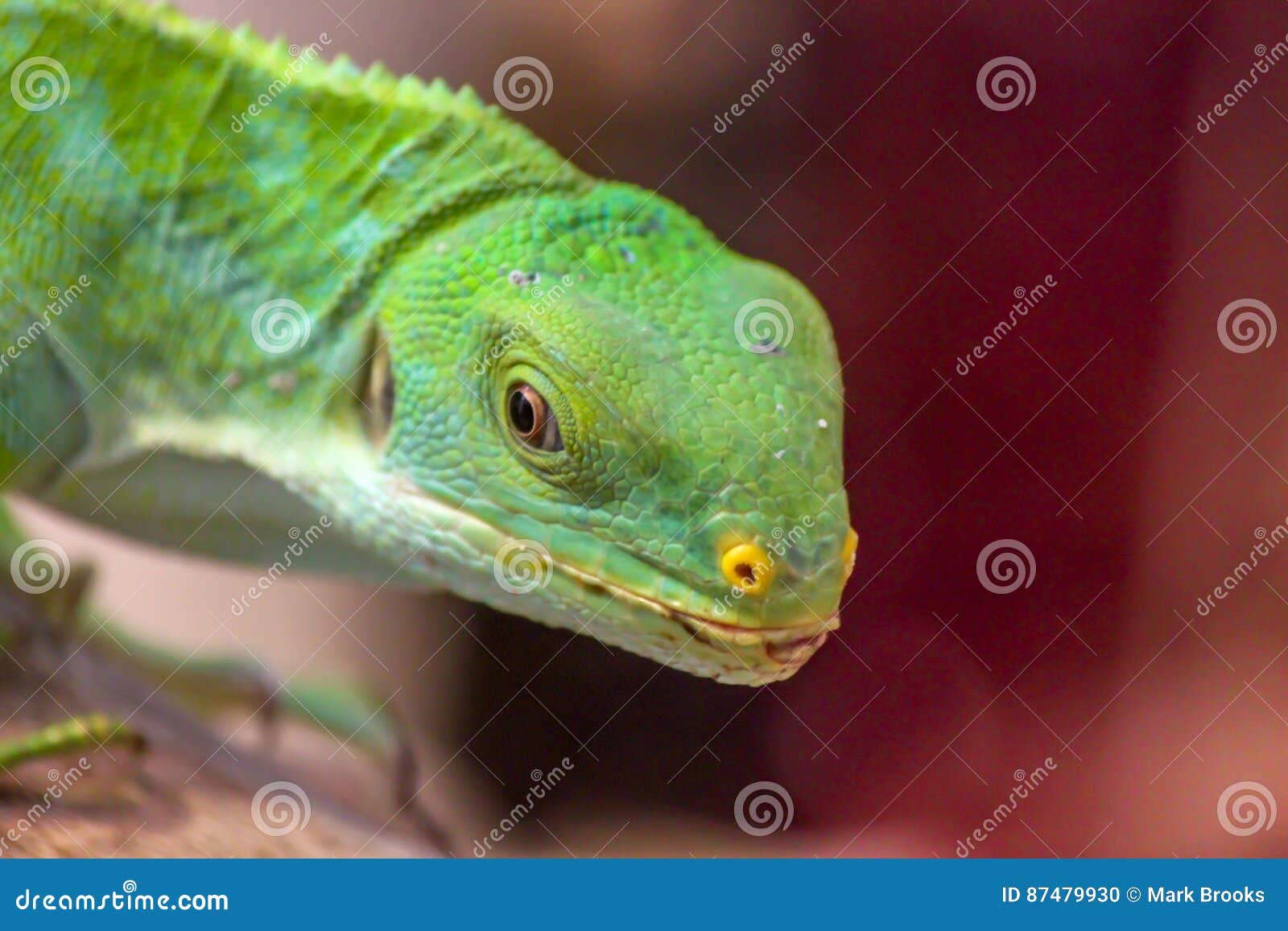 Green Lizard Close Up and Looking at the Camera Stock Photo - Image of ...