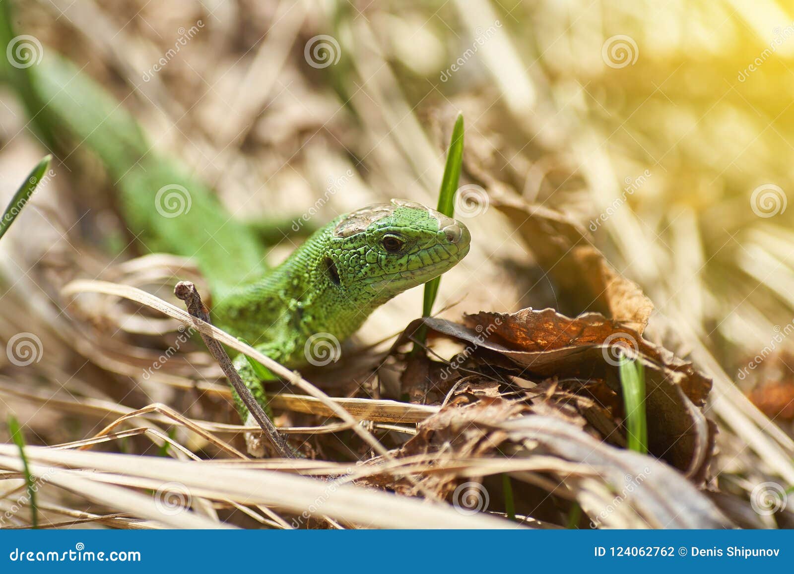 A Green Lizard Crawling on a Dry Grass Close Up. Stock Photo - Image of ...