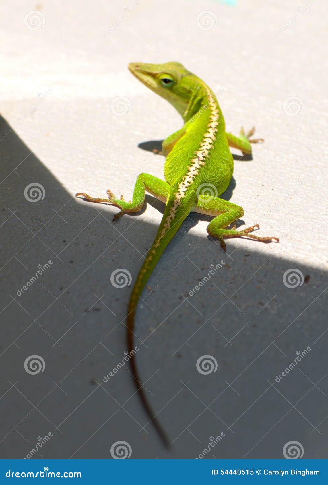 Green Lizard stock image. Image of reptile, sunning, small - 54440515