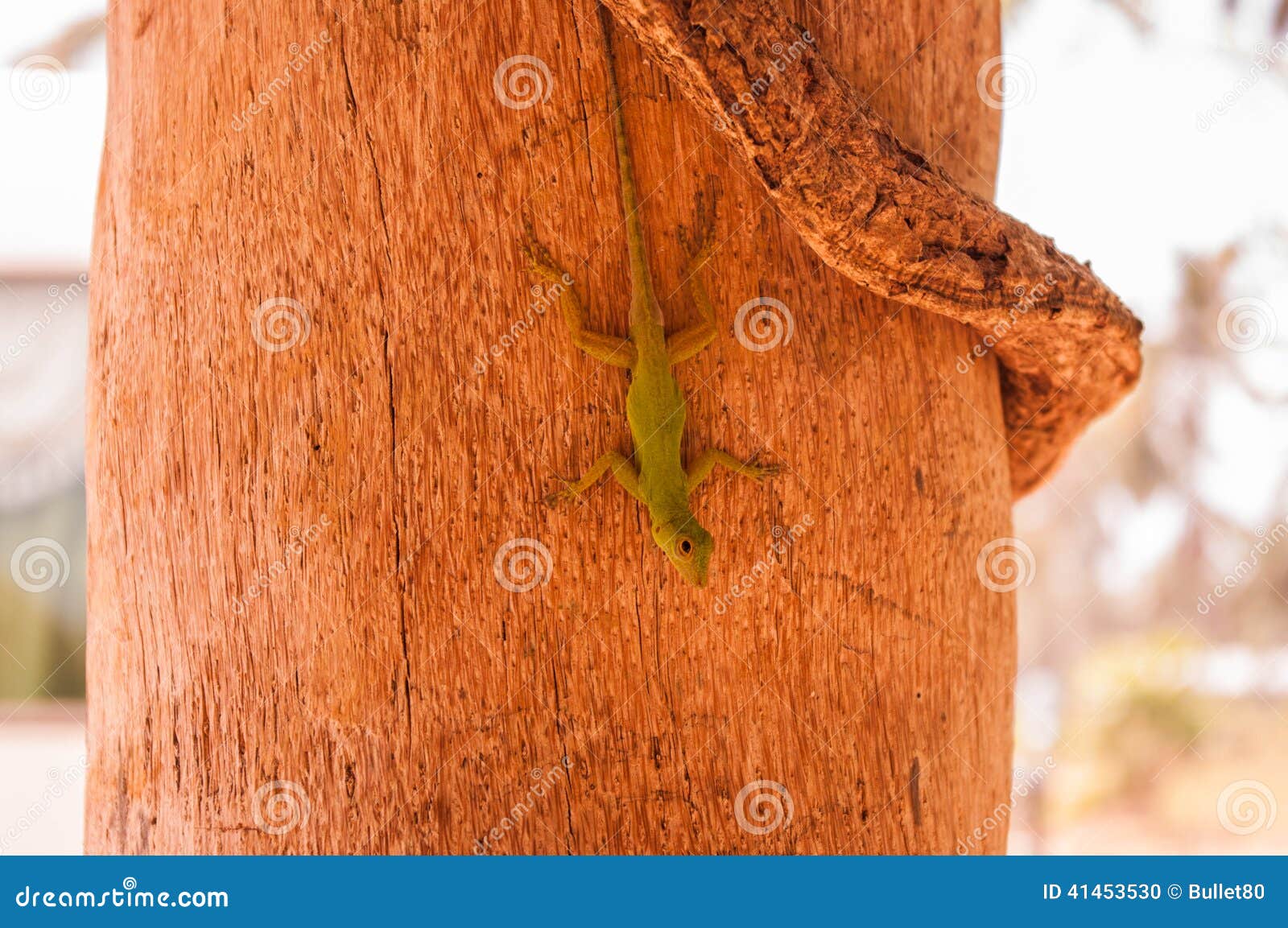 Green lizard stock photo. Image of insects, trunk, green - 41453530