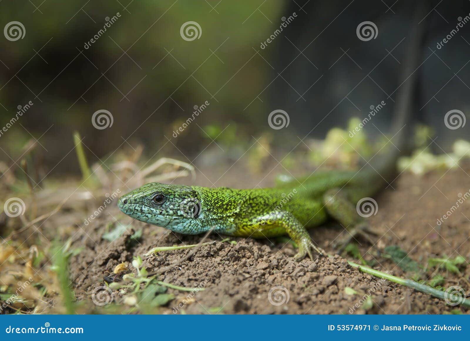Green lizard stock image. Image of spiked, lizard, flexibility - 53574971