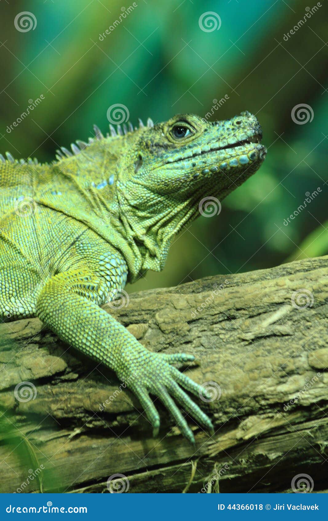 Green lizard (dragon) stock photo. Image of green, body - 44366018