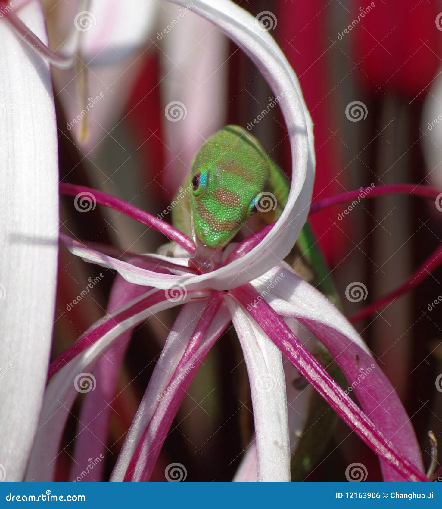 Green Lizard Drinking from a Flower Stock Photo - Image of hawaii ...
