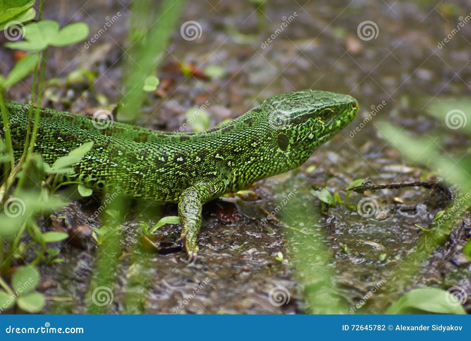 Green lizard of dry grass. stock photo. Image of focus - 72645782