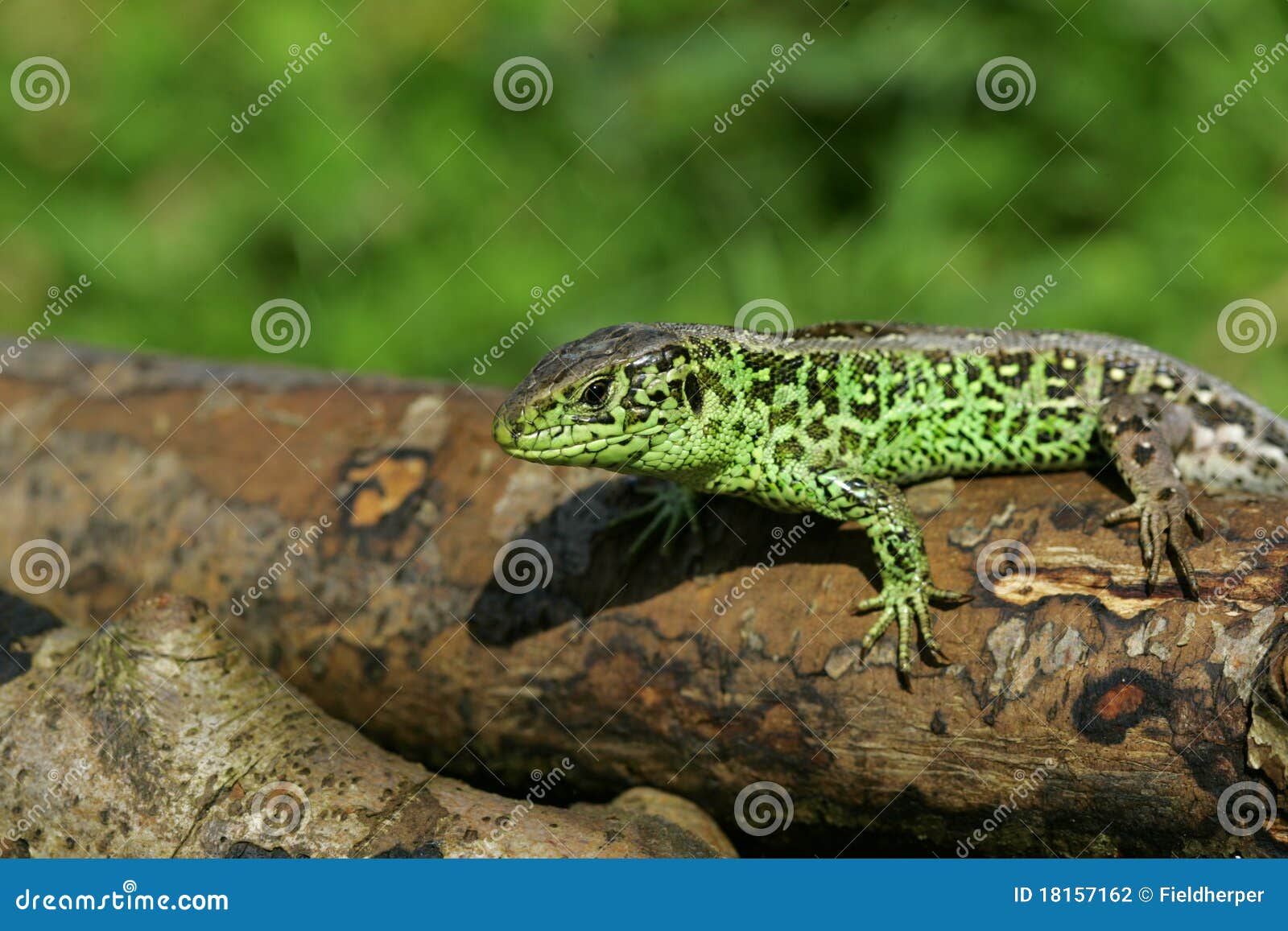 Green lizard in a forest stock photo. Image of reptiles - 18157162