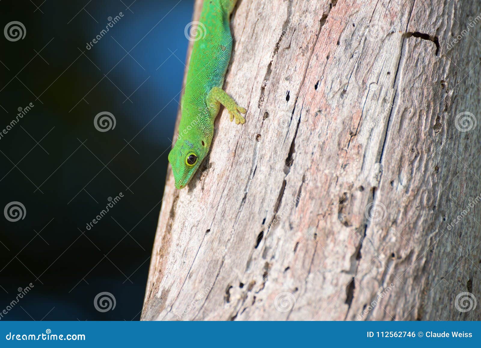 Green Lizard on Tree with Bark Patterns Stock Photo - Image of color ...