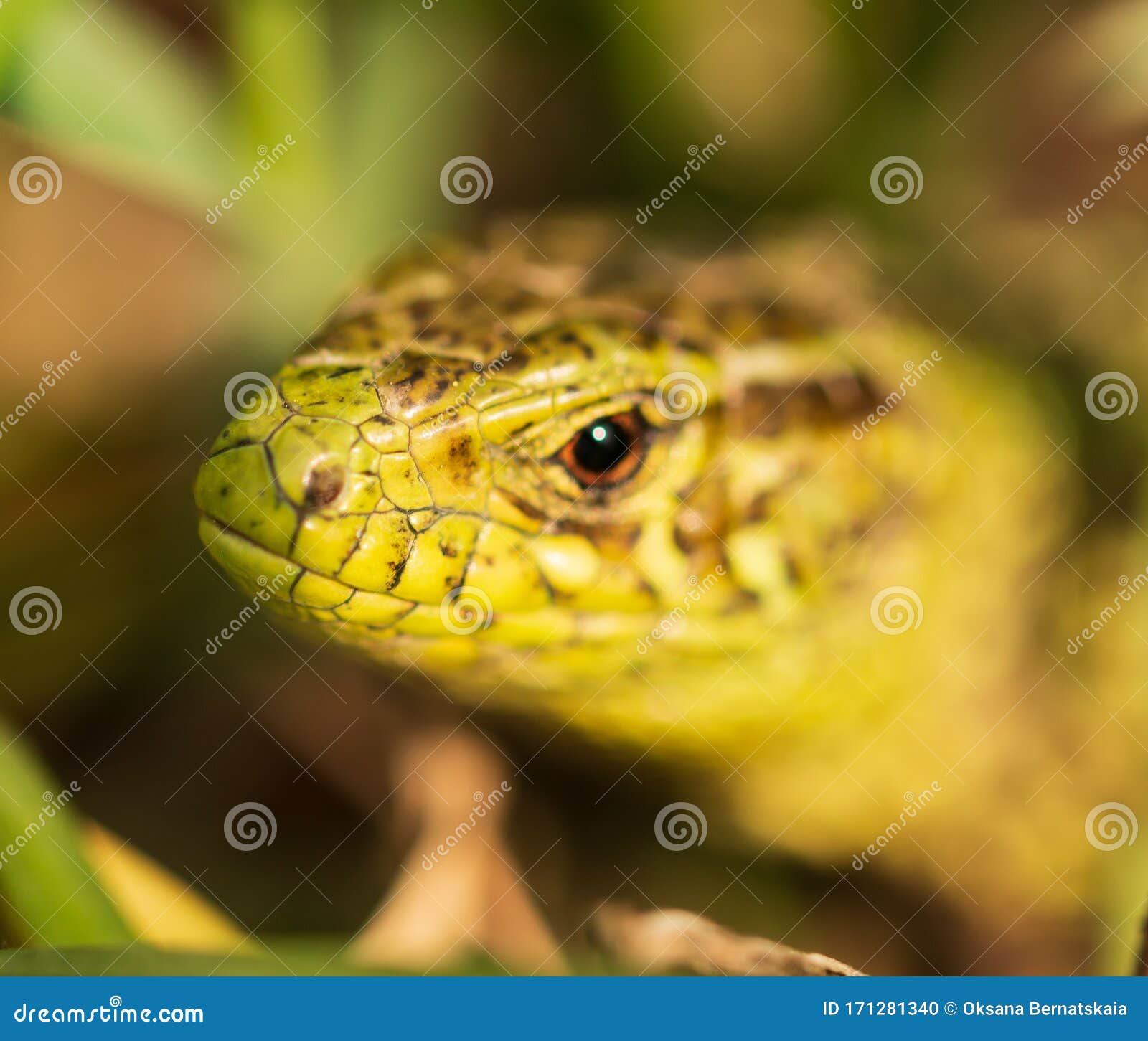 Green lizard in the grass stock photo. Image of green - 171281340