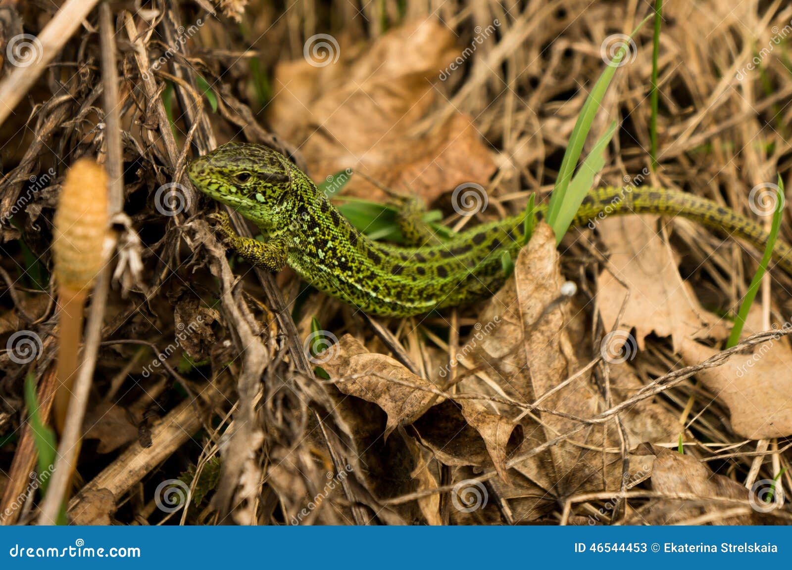 Green Lizard in the Grass Gray Stock Image - Image of iguana, skin ...