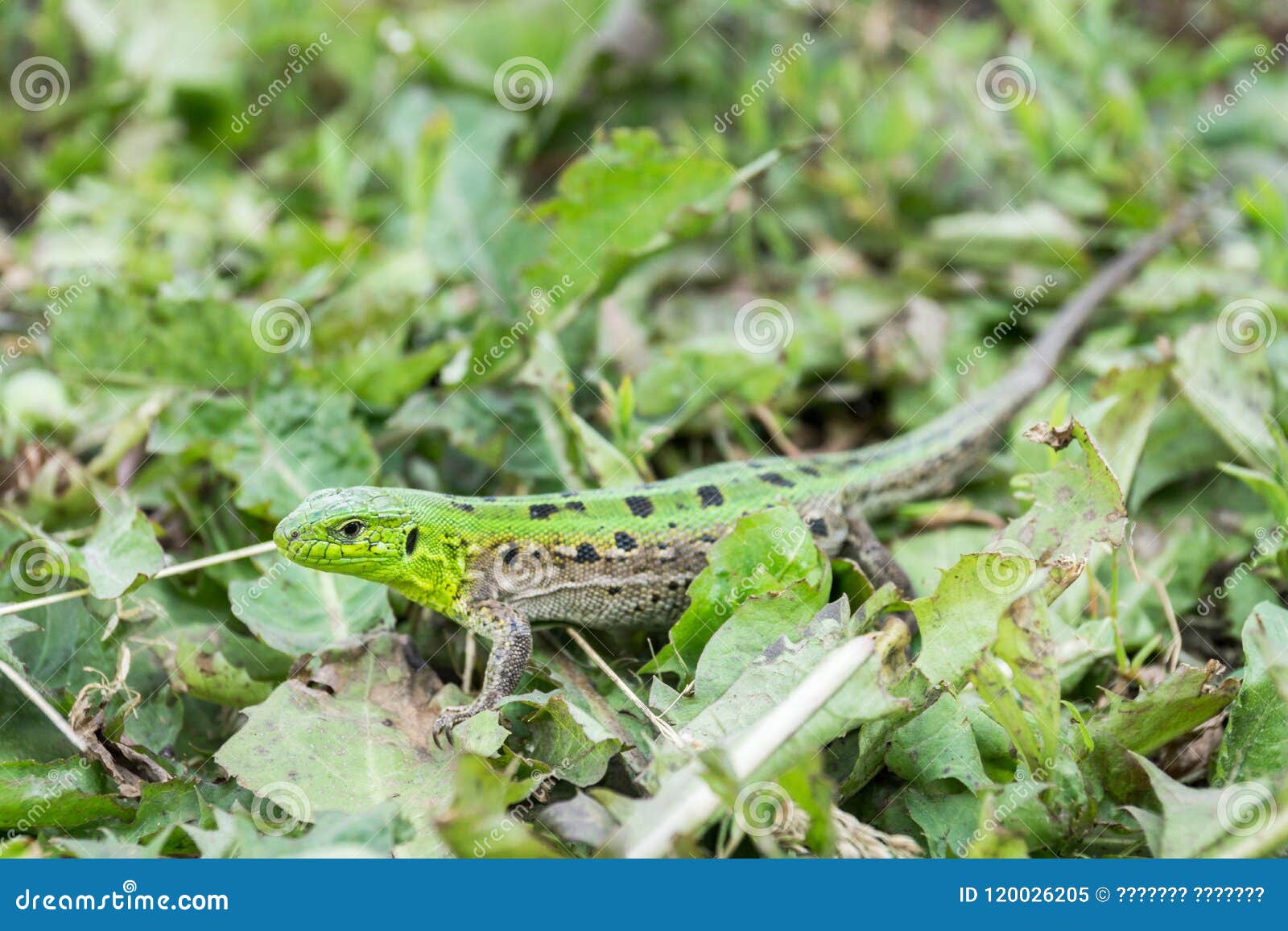 Green lizard in the grass stock image. Image of nature - 120026205