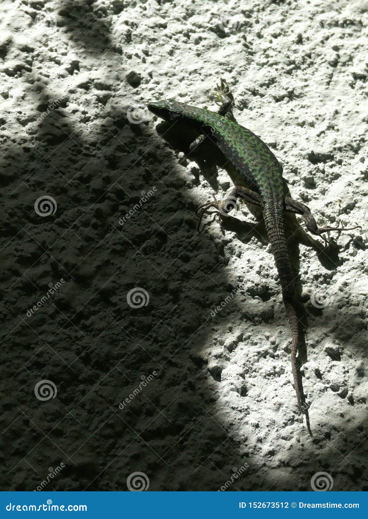 Green Lizard on a Gray Plaster of the Wall, Light and Shadow Stock ...