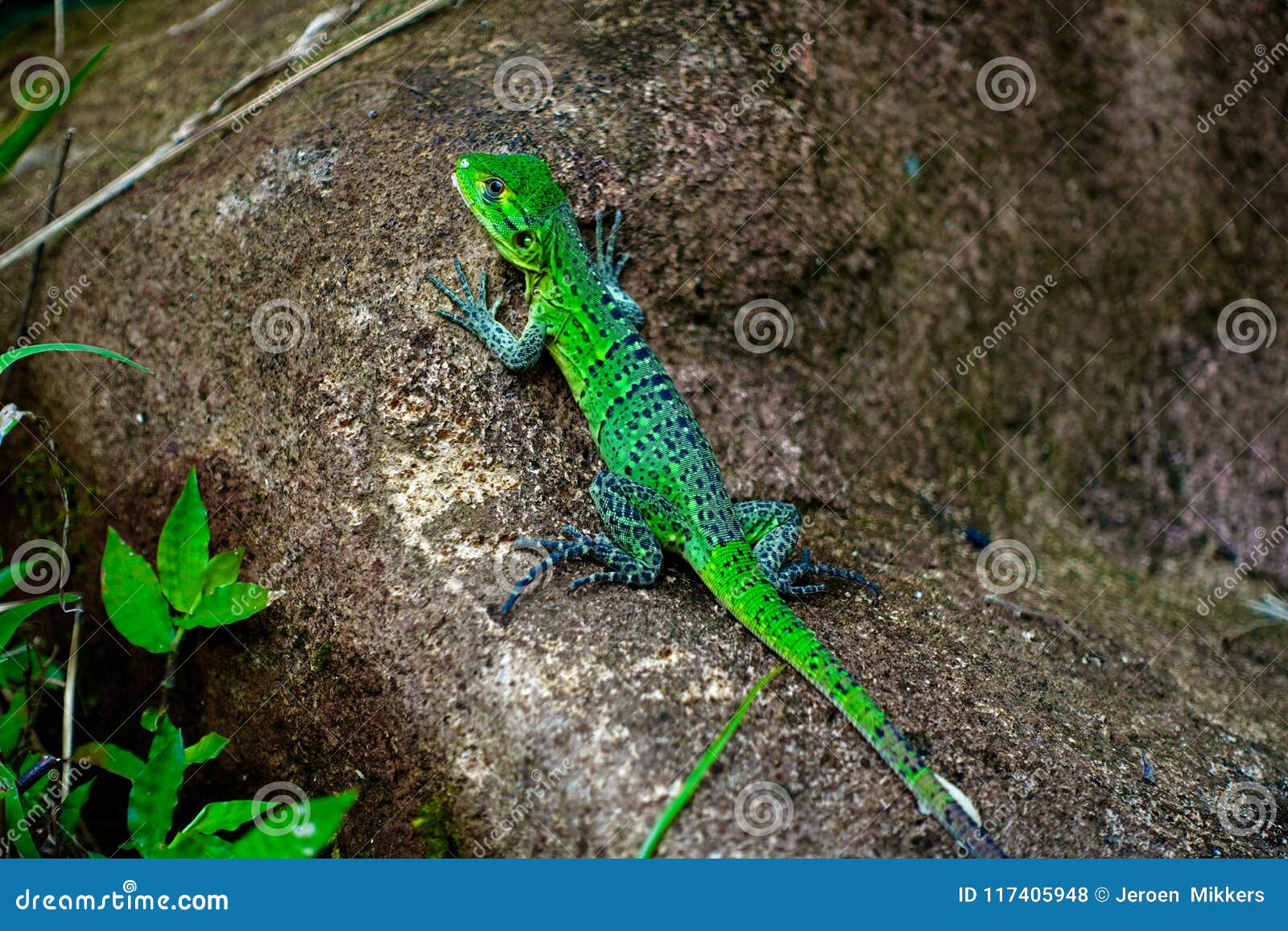 Green lizard stock photo. Image of reptile, wildlife - 117405948