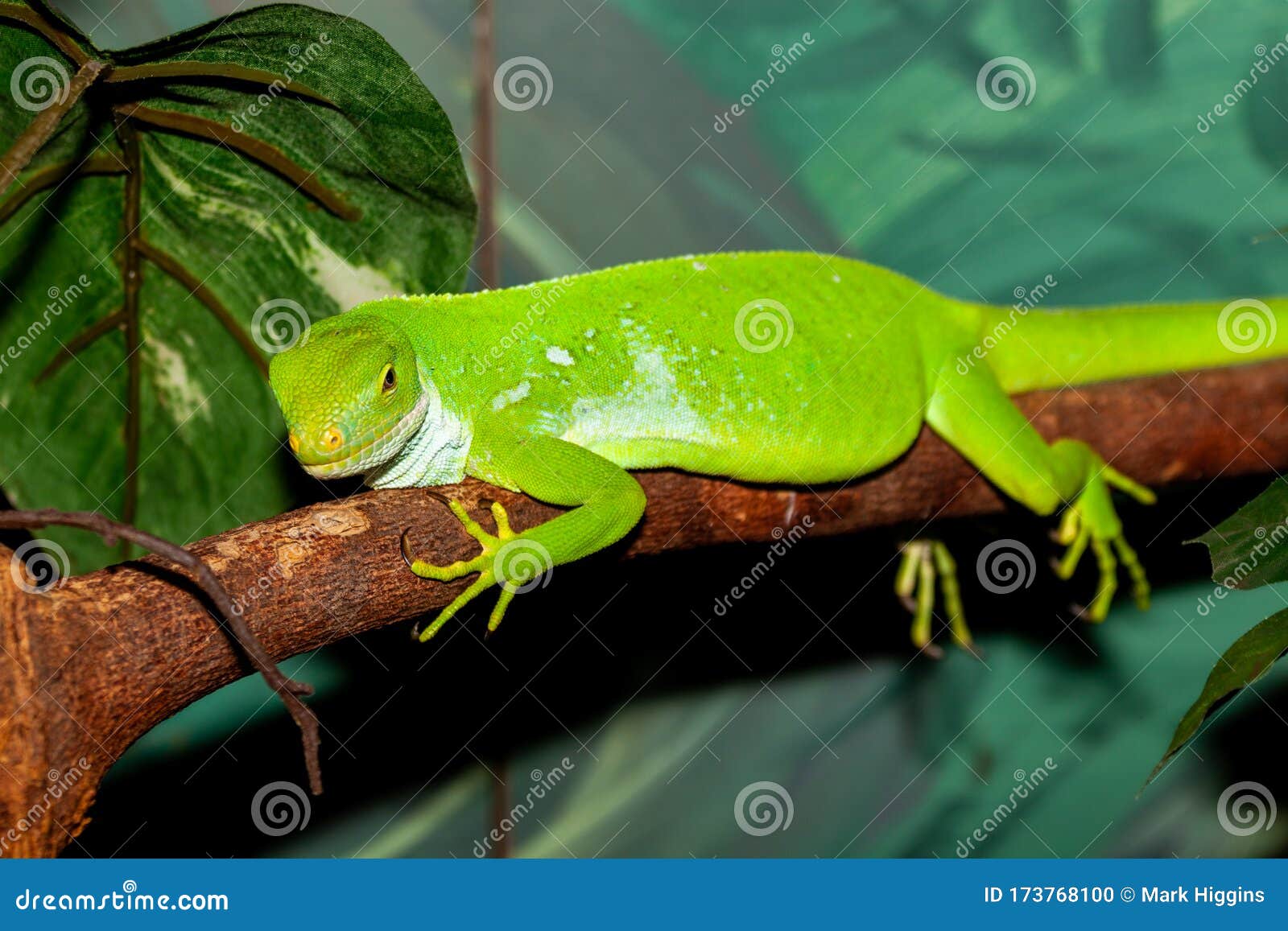 Green lizard stock photo. Image of iguana, branch, primitive - 173768100