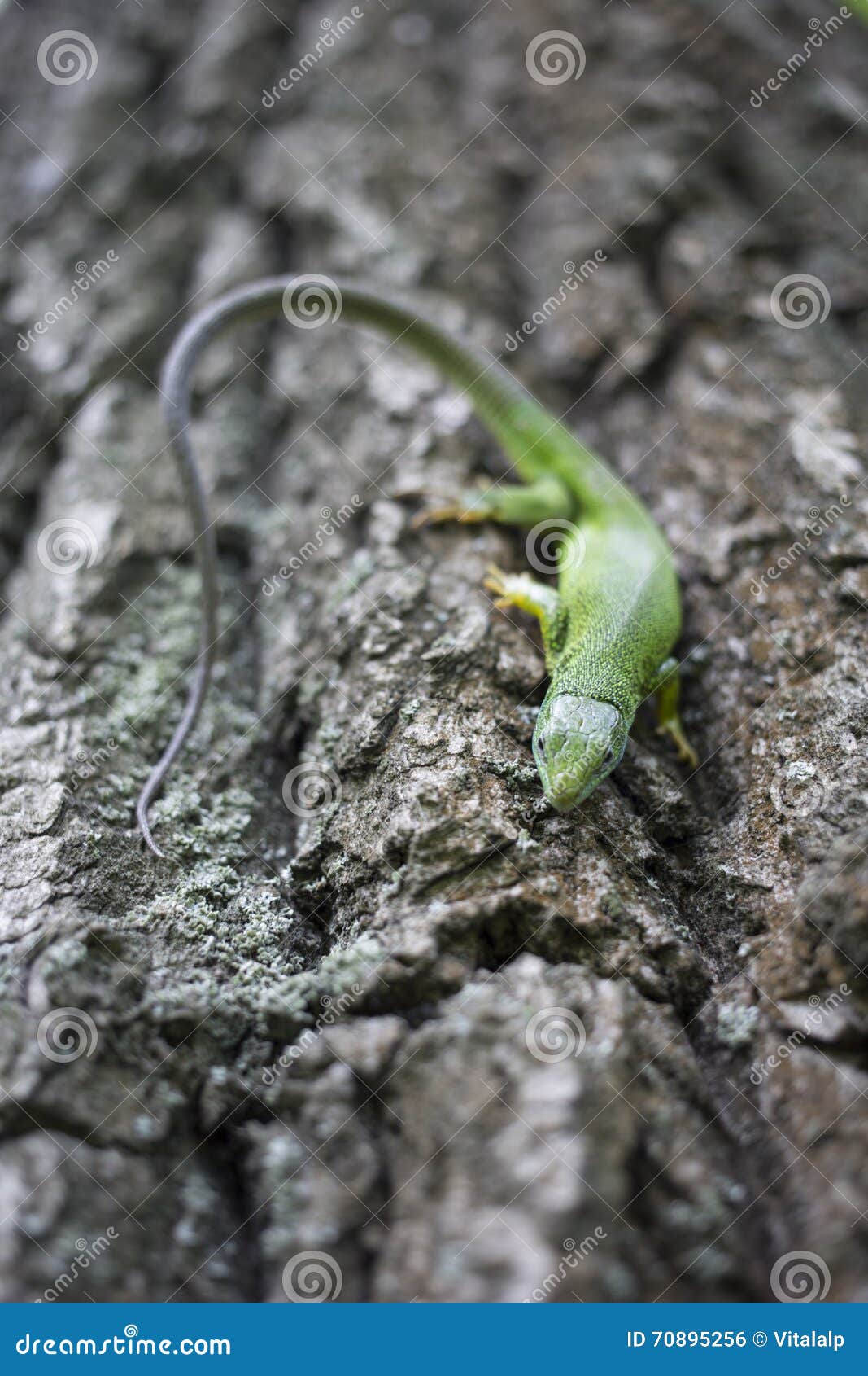 Green Lizard - Green Lizard with a Long Tail Standing on a Piece Stock ...