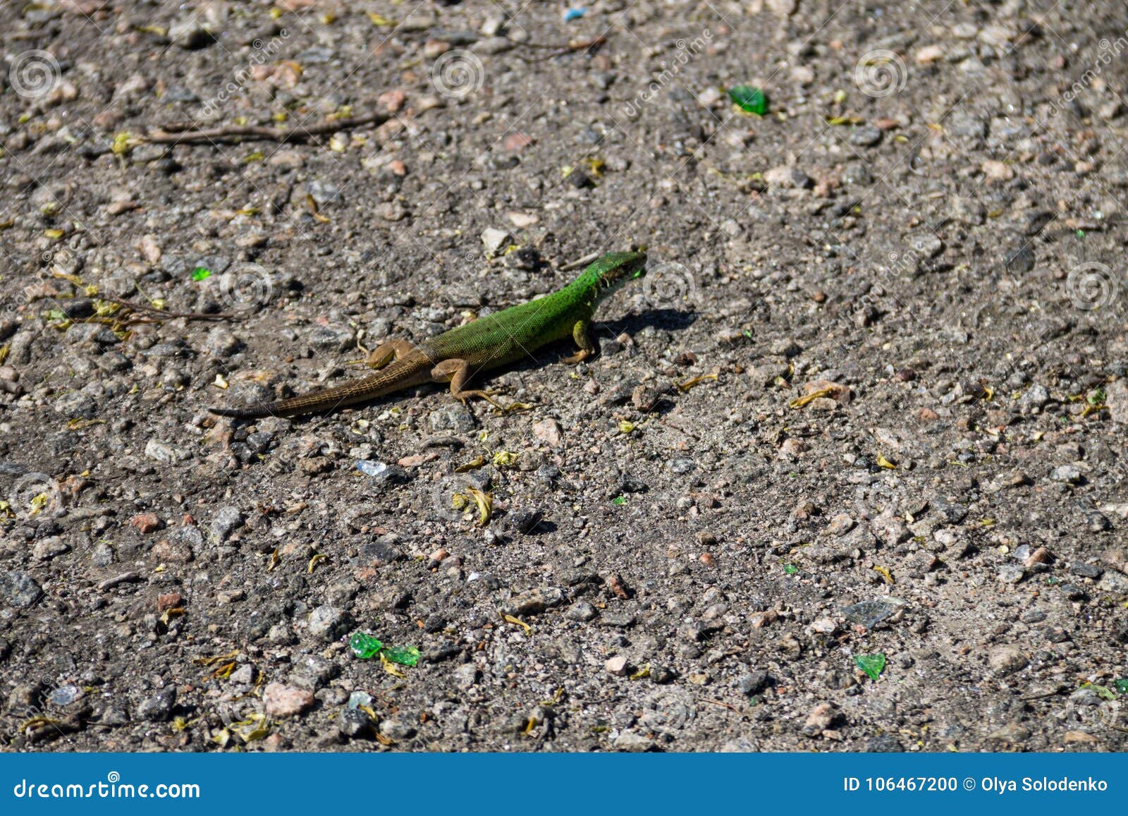 Green Lizard on Grey Asphalt Road Stock Photo - Image of road, reptile ...