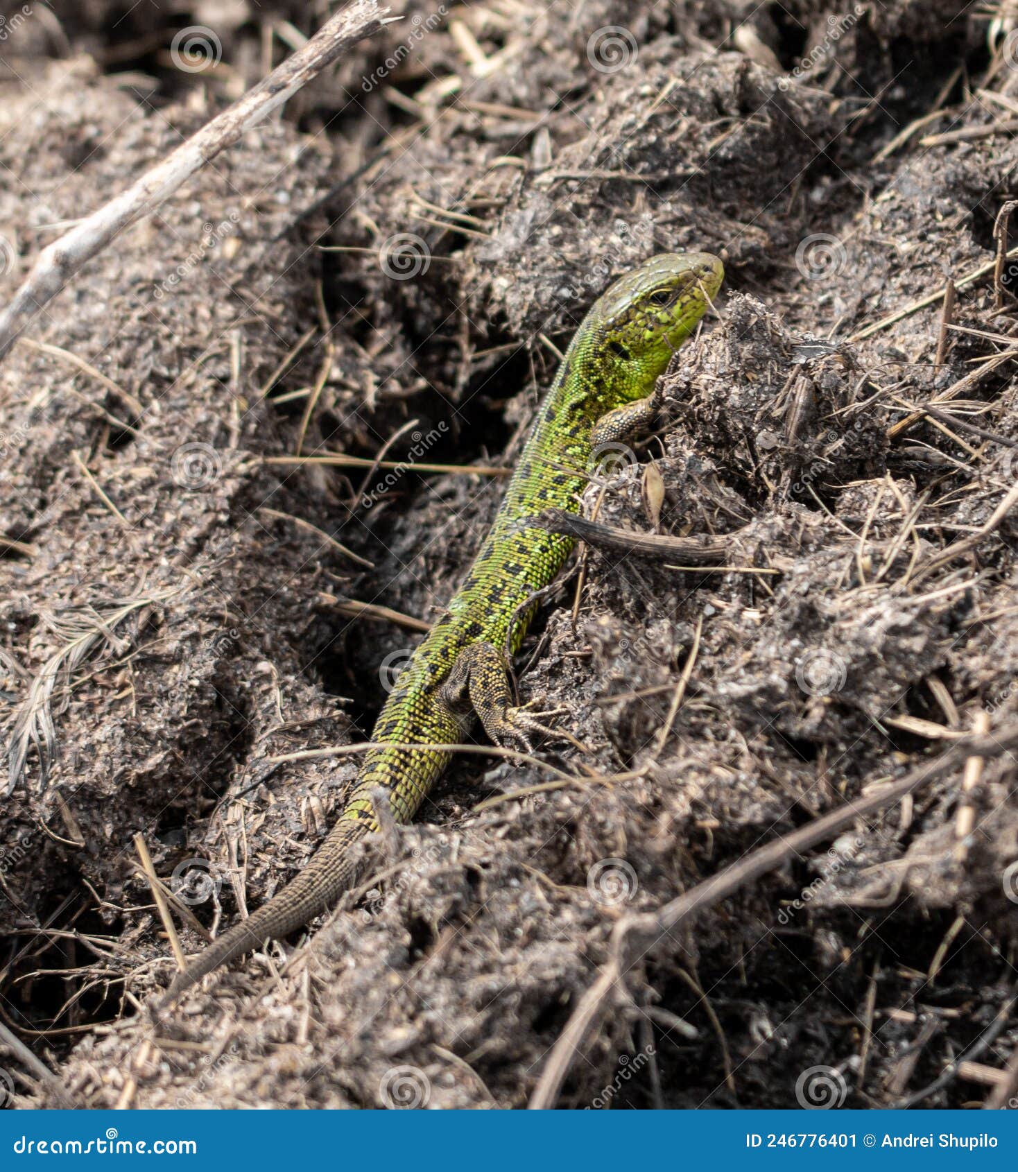 Green Lizard on the Ground in Spring. Stock Image - Image of garden ...