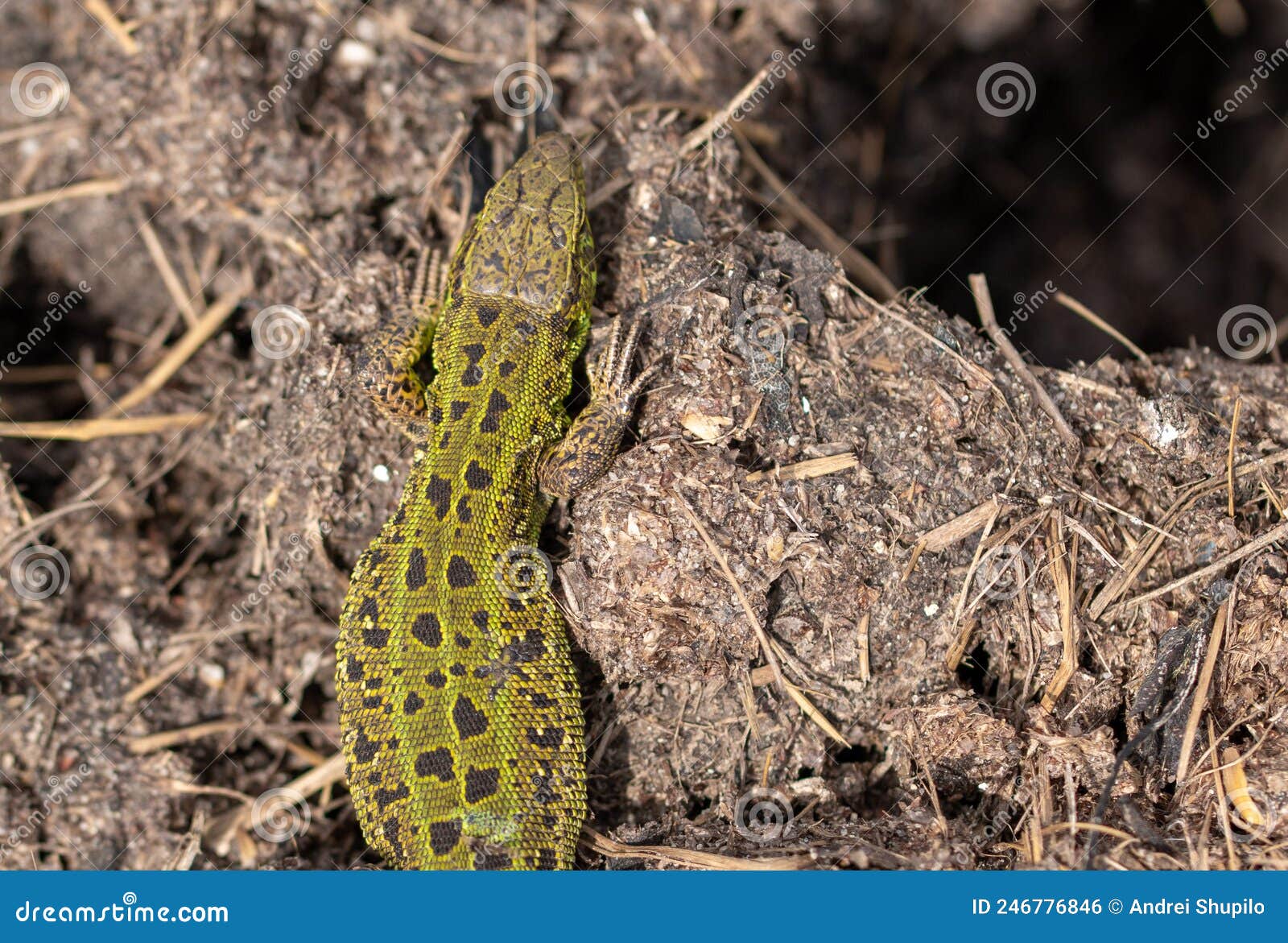 Green Lizard on the Ground in Spring. Stock Photo - Image of small ...
