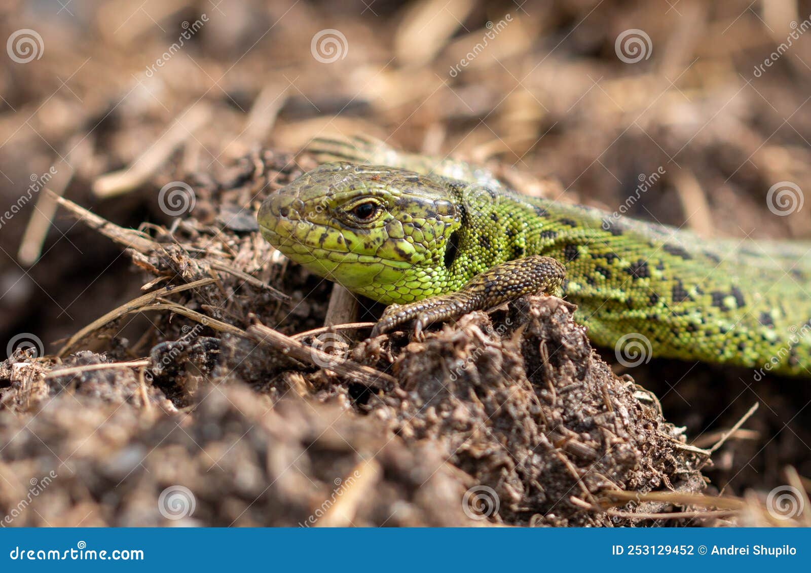 Green Lizard on the Ground in Spring. Stock Photo - Image of reptiles ...