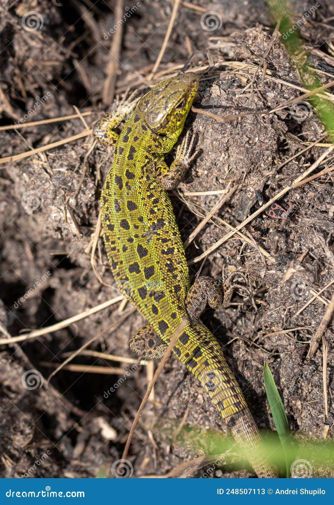 Green Lizard on the Ground in Spring. Stock Image - Image of small ...