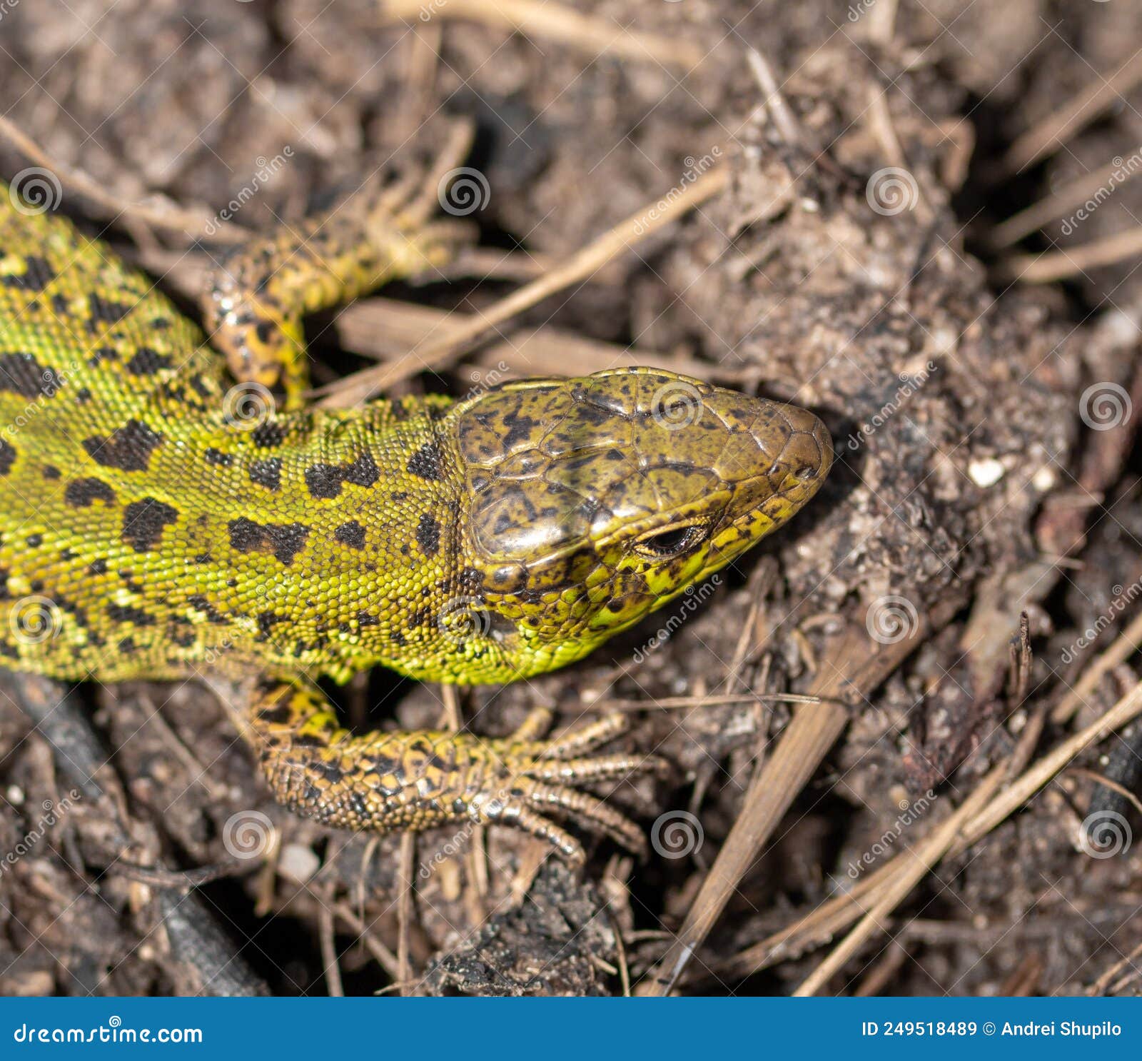 Green Lizard on the Ground in Spring. Stock Image - Image of skin ...