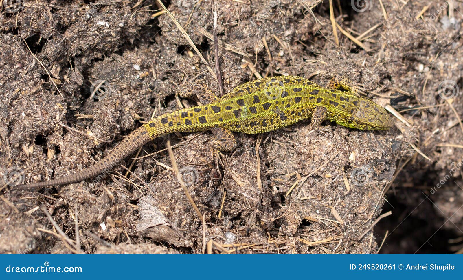 Green Lizard on the Ground in Spring. Stock Image - Image of green ...