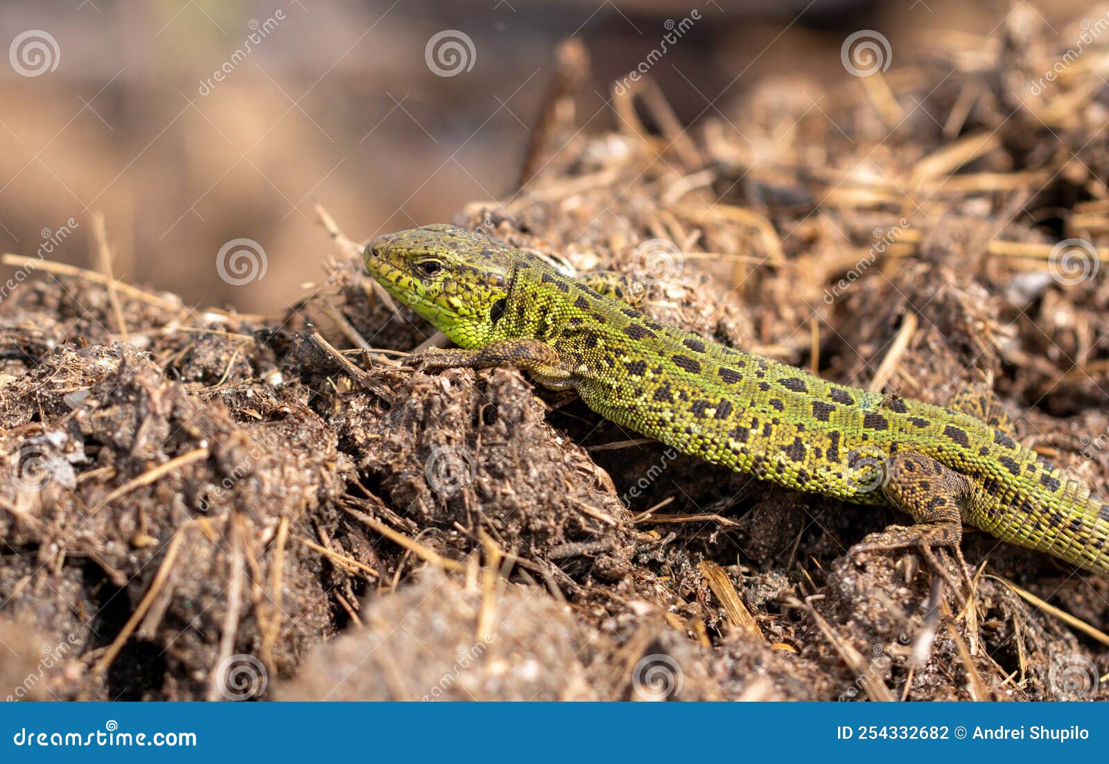 Green Lizard on the Ground in Spring. Stock Photo - Image of outdoor ...