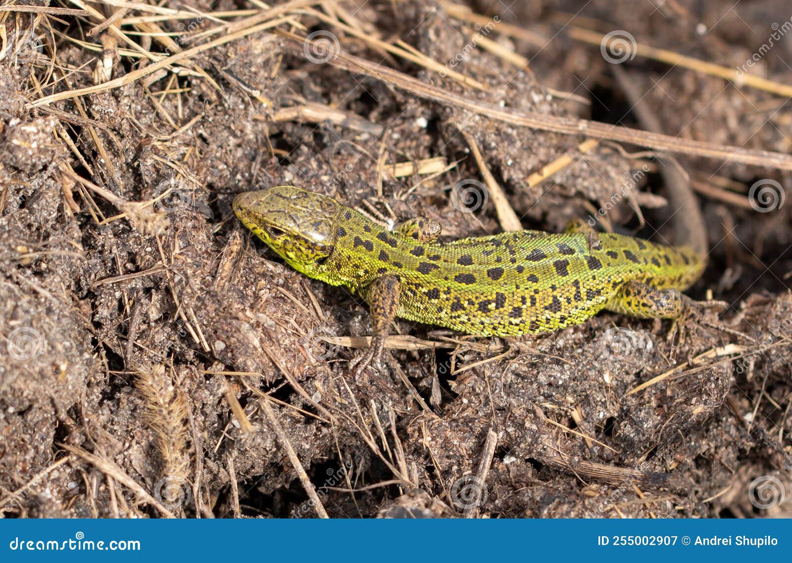 Green Lizard on the Ground in Spring. Stock Image - Image of fauna ...