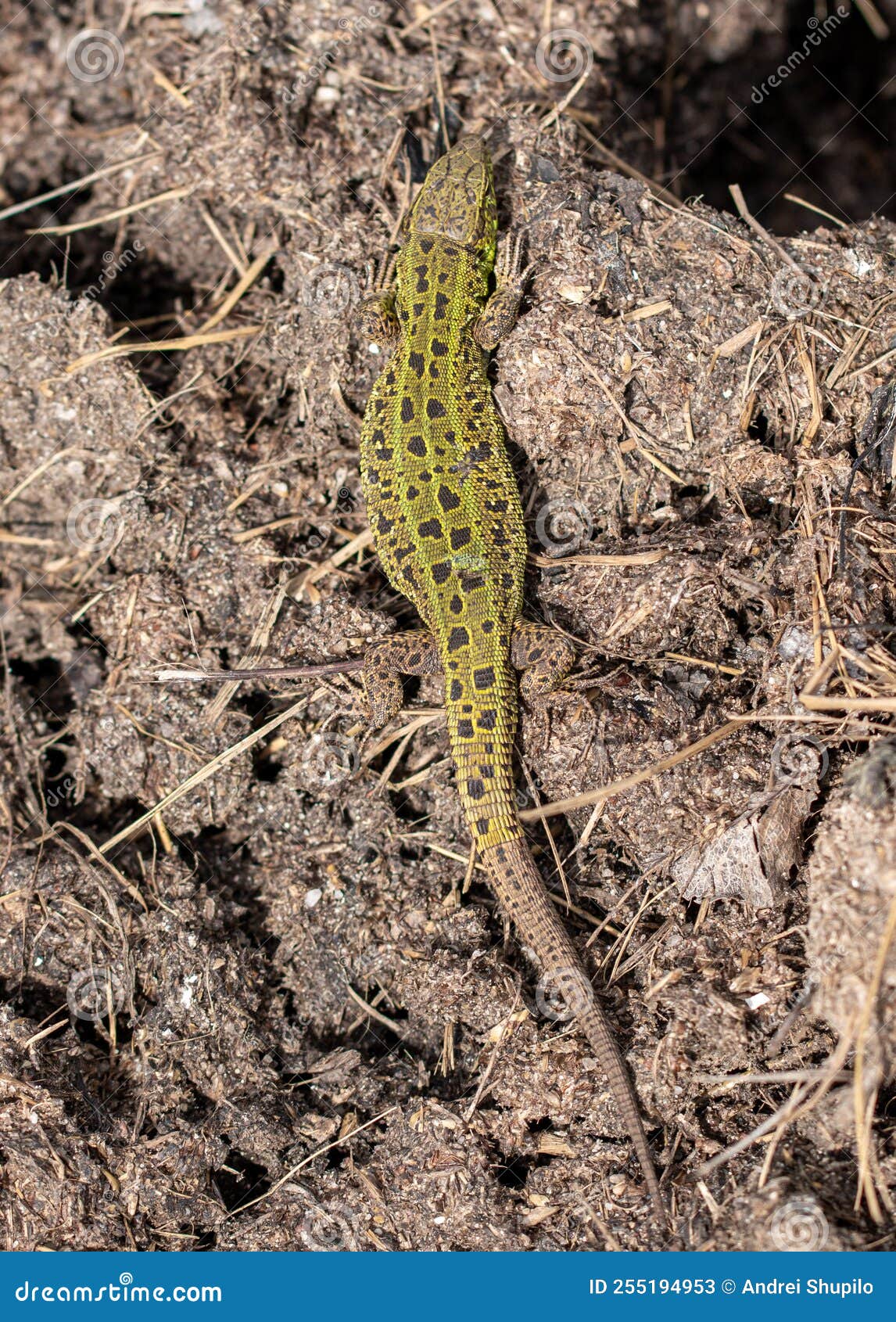 Green Lizard on the Ground in Spring. Stock Image - Image of fast ...