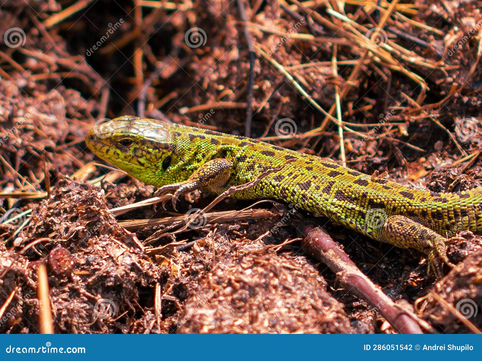 Green Lizard on the Ground in Spring. Stock Photo - Image of green ...