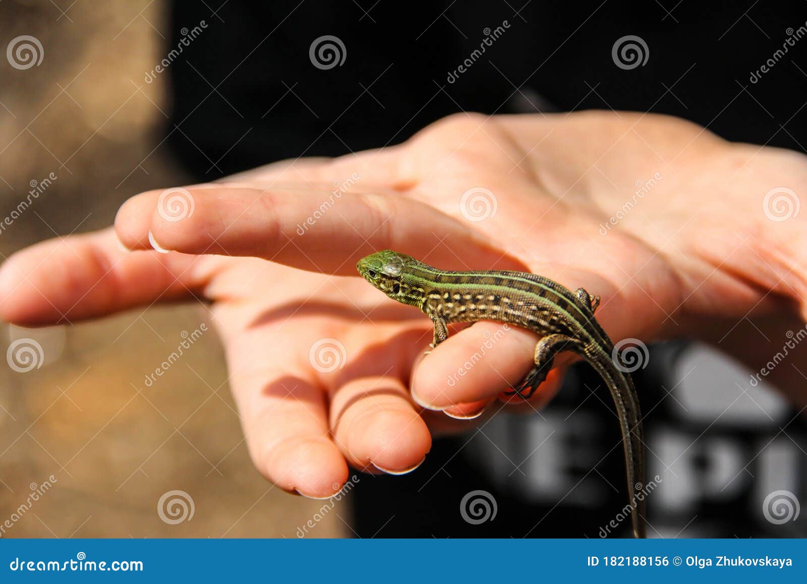 Green Lizard in the Hands of a Child. Catch a Lizard Stock Photo ...