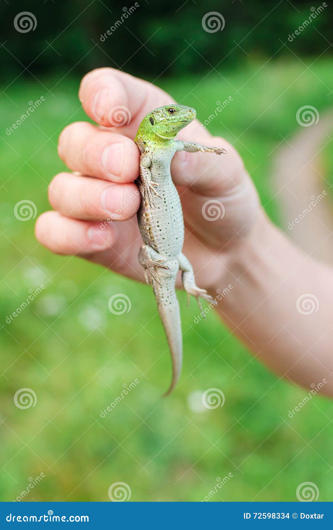 Green lizard stock photo. Image of reptile, finger, dragon - 72598334
