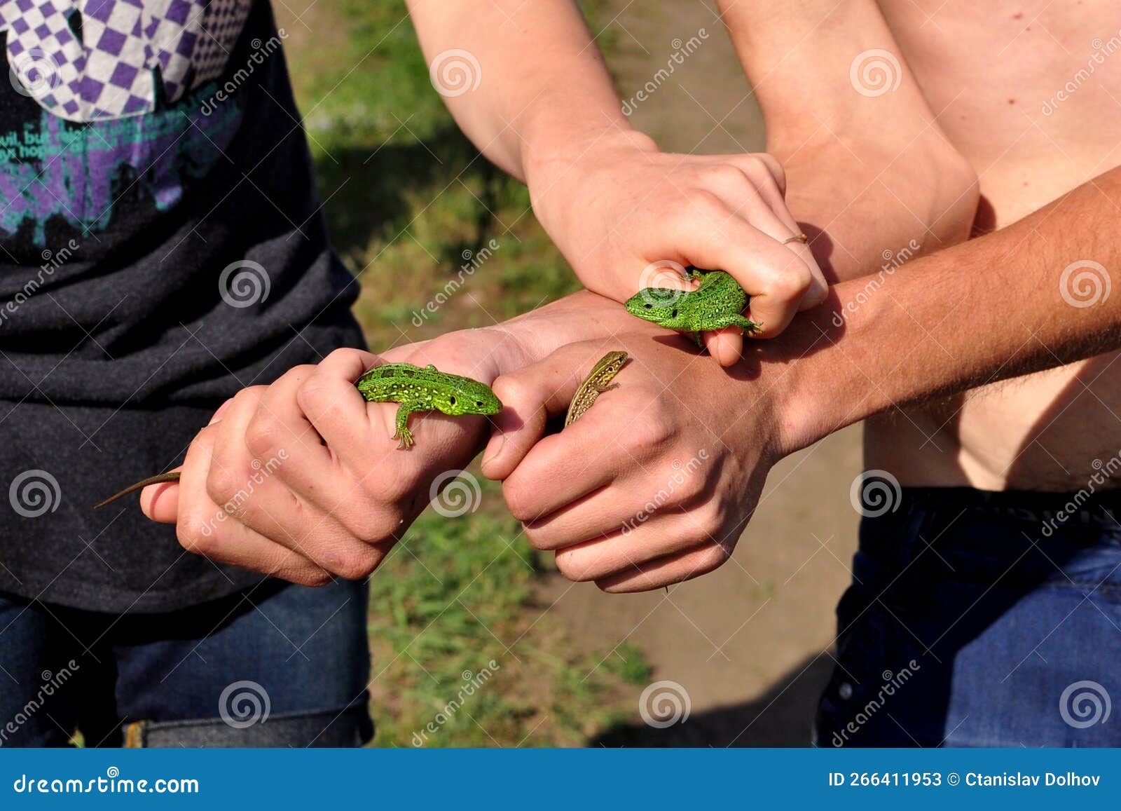 Green Lizard in the Hands of a Village Child Stock Image - Image of ...