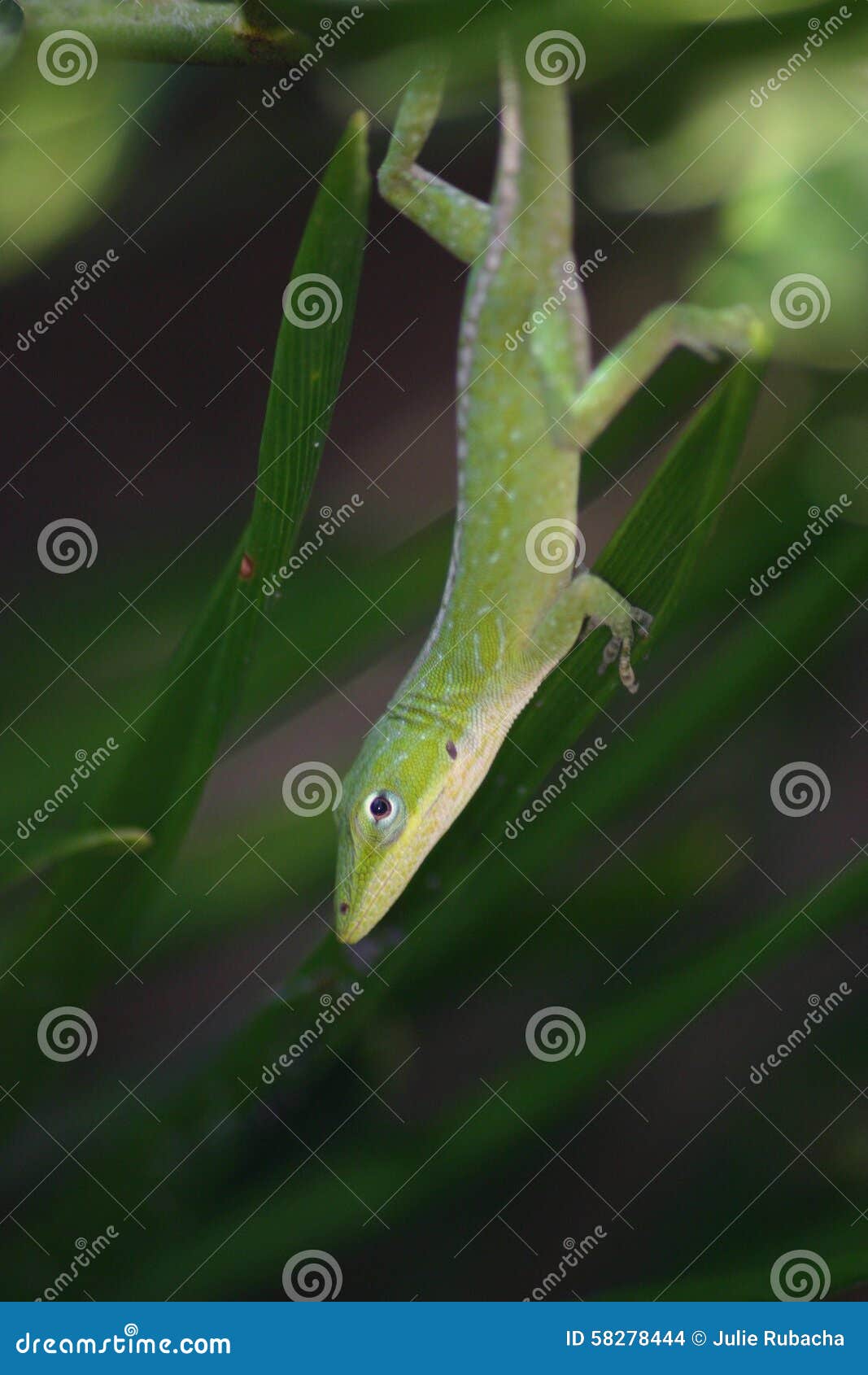 Green Lizard Hanging from Branches Stock Photo - Image of carolinensis ...
