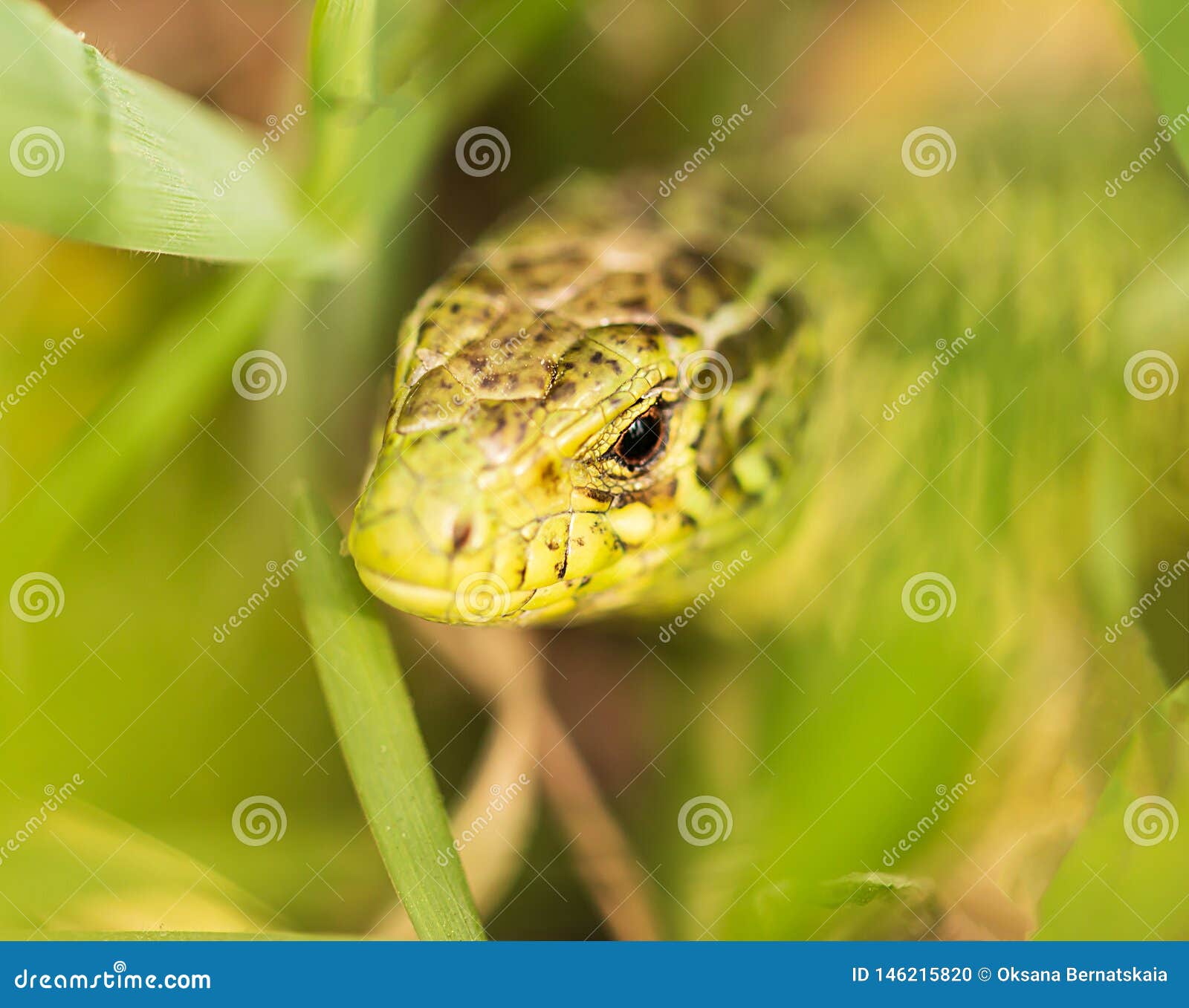 Green Lizard Head in Spring Grass Stock Photo - Image of nature, head ...