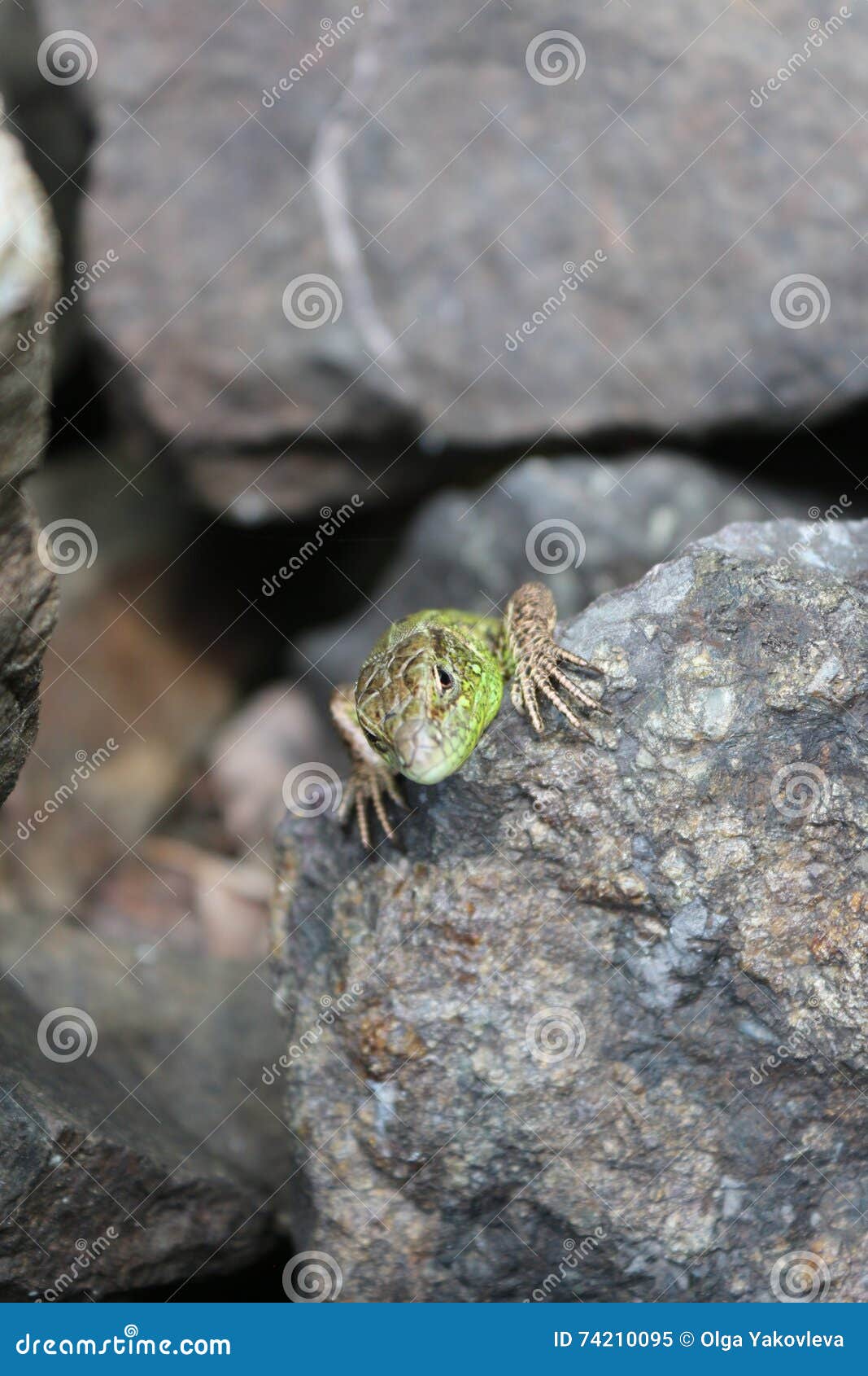 Green Lizard Hiding Behind a Rock Stock Image - Image of landscape ...