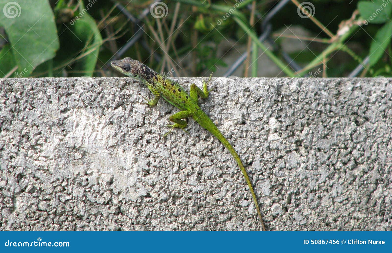 Green Lizard on the hunt stock photo. Image of reptile - 50867456