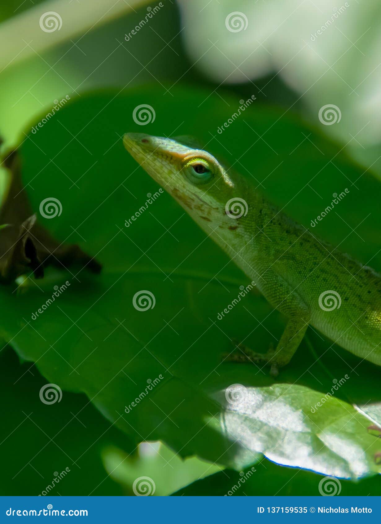 Green Anole Lizard stock image. Image of animal, foliage - 137159535