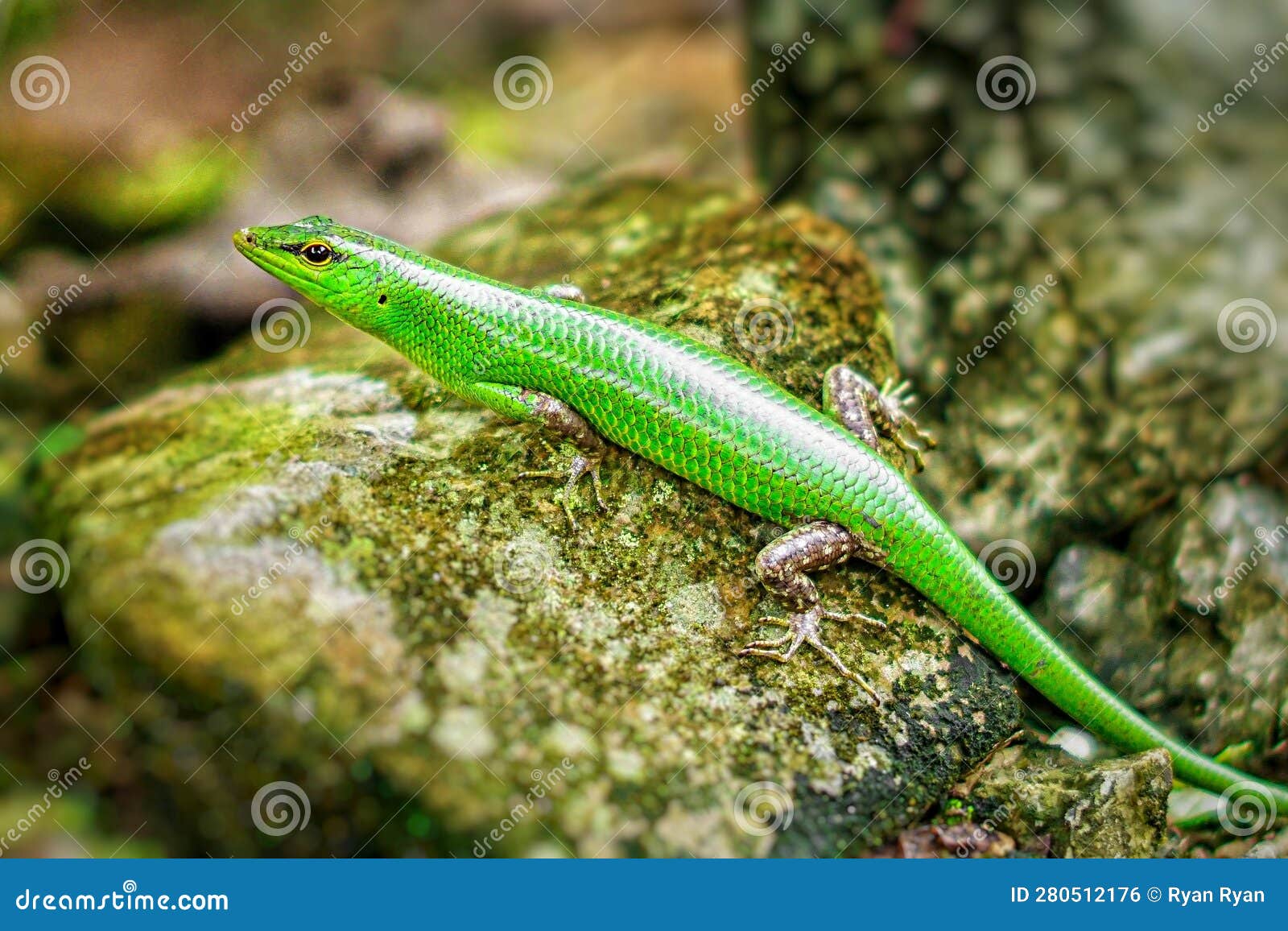 This is a Green Lizard that I Photographed in the Interior of Papua and ...