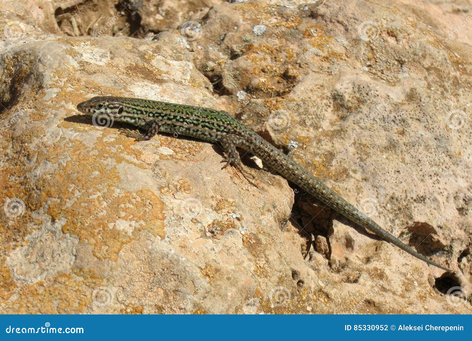 Green Lizard on the Island of Formentera, Spain Stock Photo - Image of ...