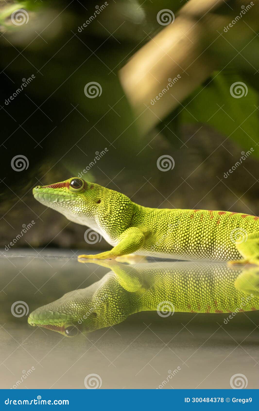 Green Lizard and Its Reflection Stock Photo - Image of color, turtle ...