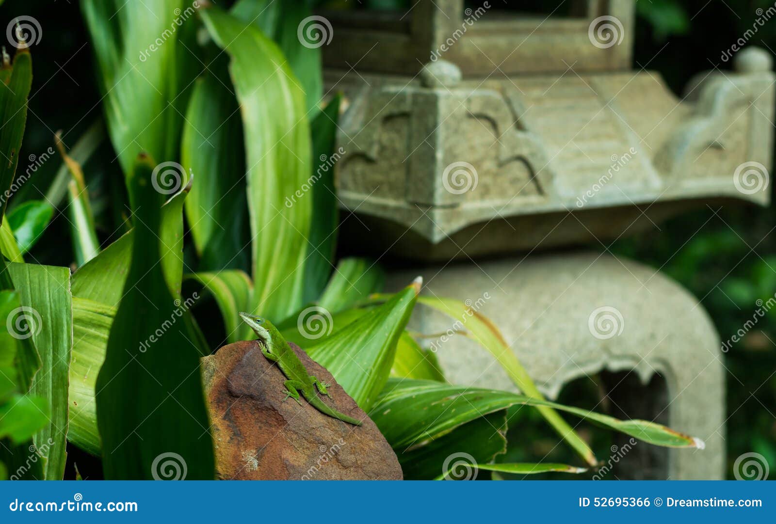 Green Lizard in Japanese Garden Stock Photo - Image of vine, springtime ...