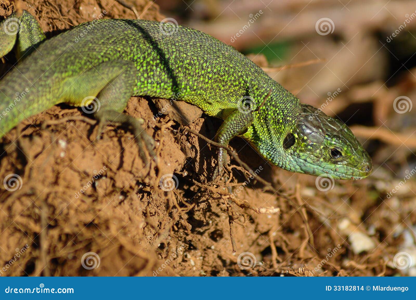 Green Lizard (Lacerta Bilineata) Stock Photo - Image of lizard, reptile ...