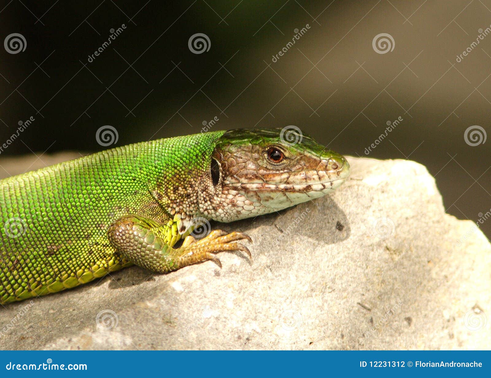 Green Lizard / Lacerta Viridis Stock Photo - Image of rock, caribbean ...