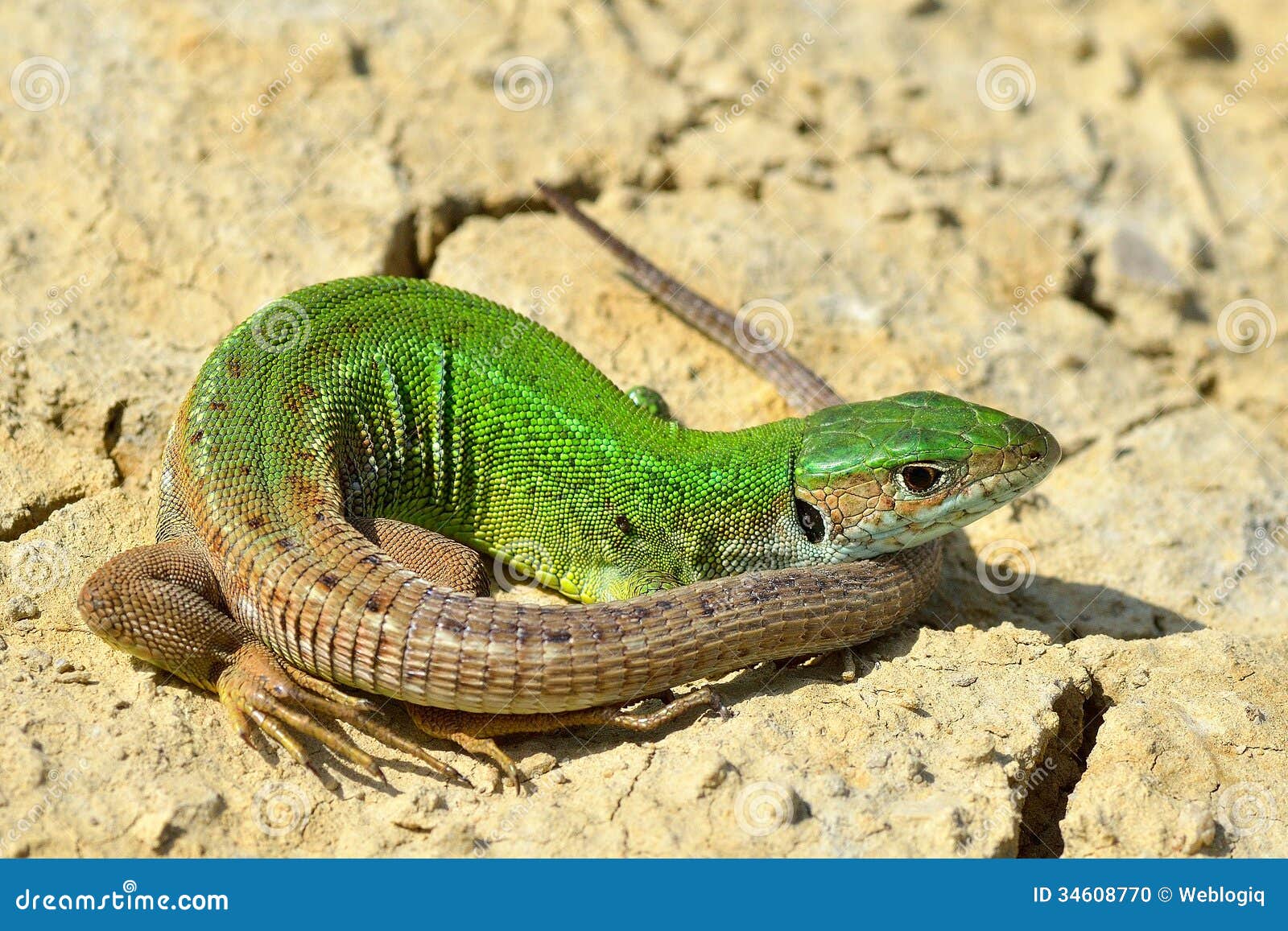 Green Lizard - Lacerta Viridis Stock Photo - Image of caribbean, lizard ...