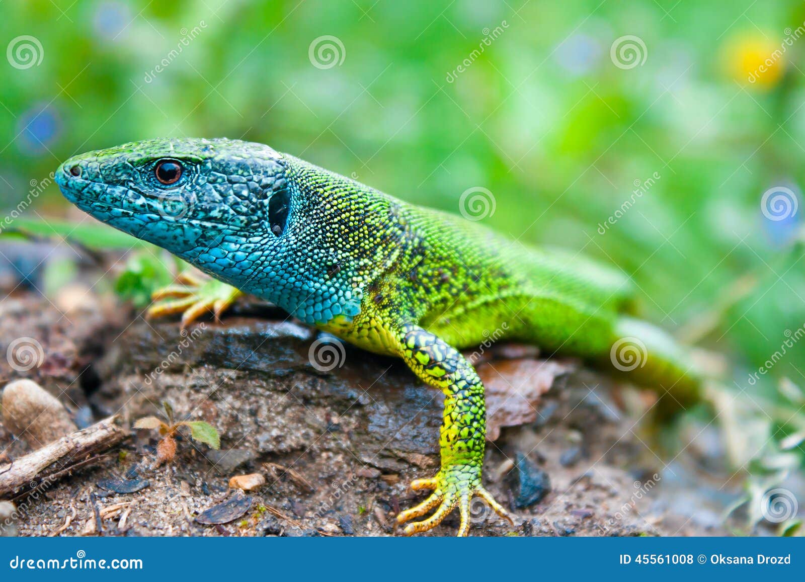Green Lizard stock photo. Image of habitat, spring, macro - 45561008